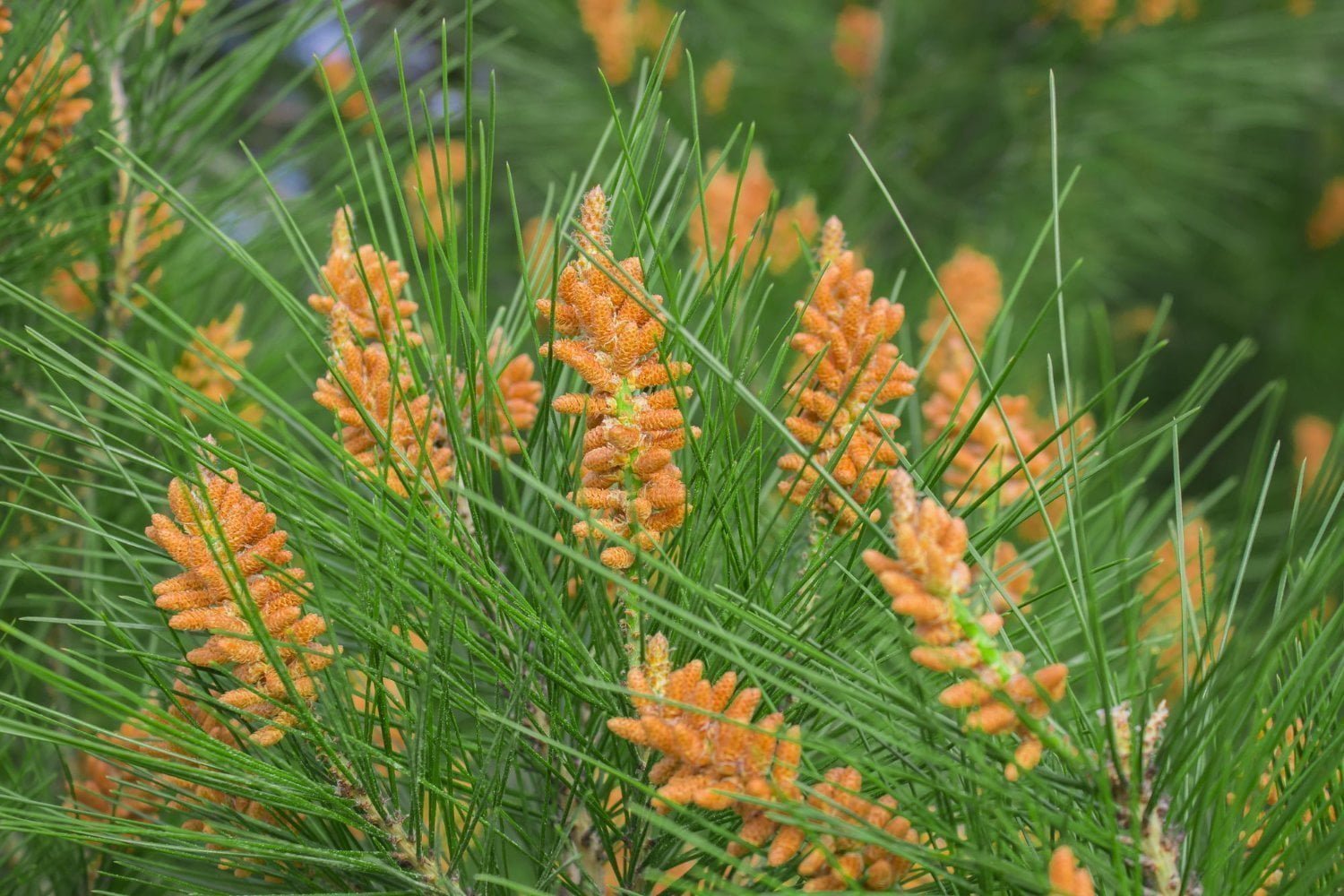 A quoi peut vraiment servir le pin ou la pine