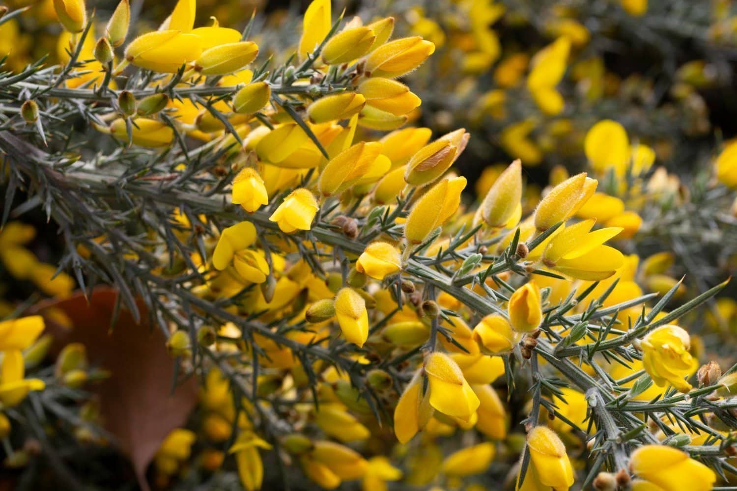 La fleur de Bach ajonc : quels bienfaits sur la santé