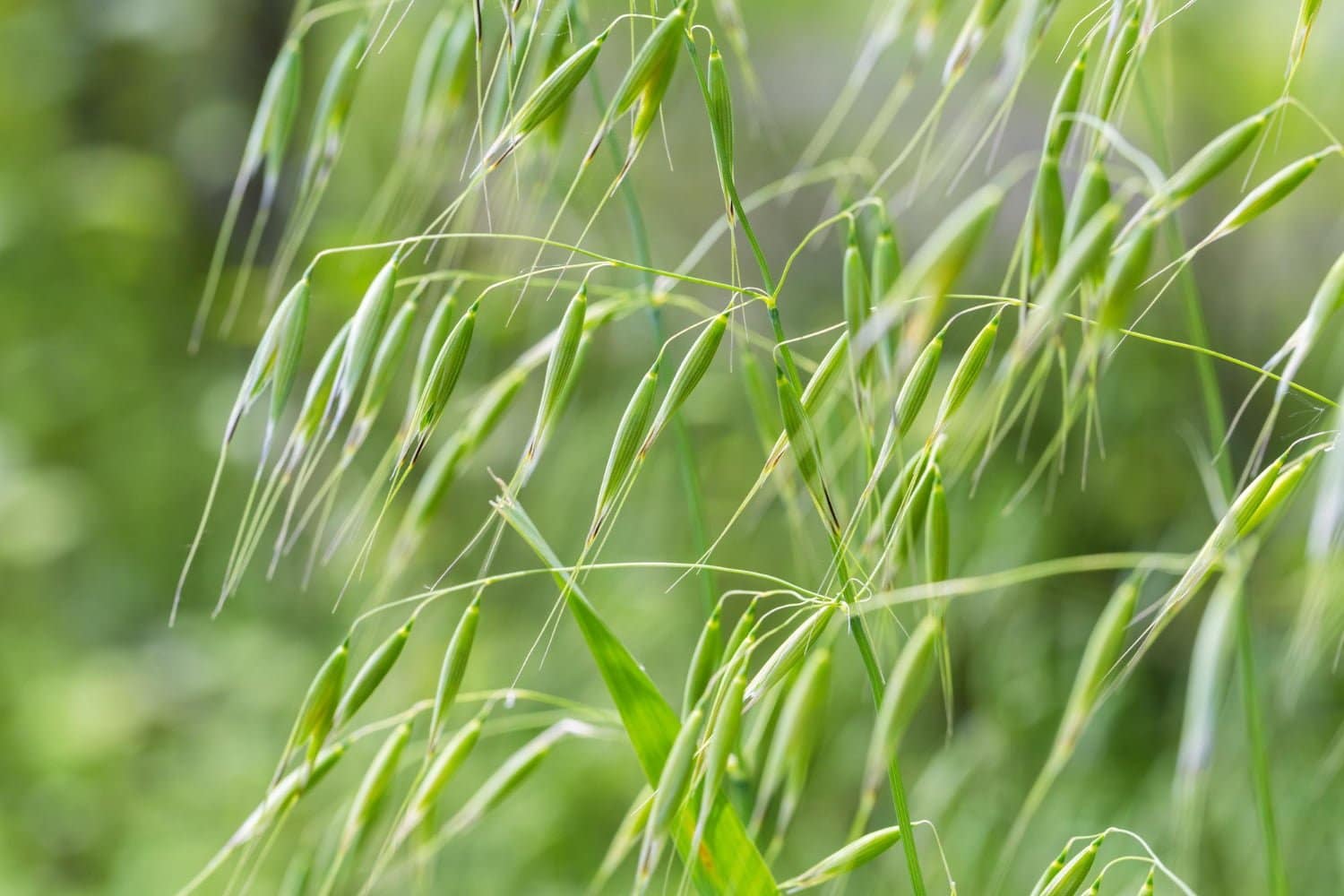 Quelles sont les vertus de la fleur de Bach avoine sauvage