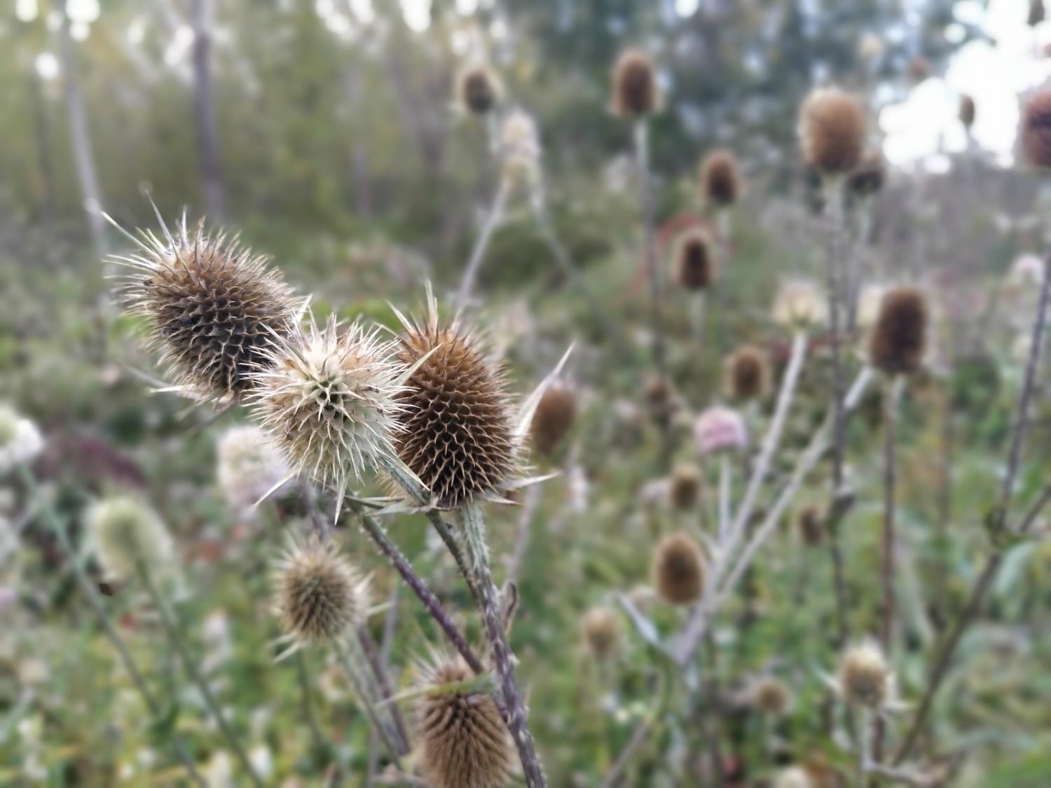 Quelles sont les étendues des propriétés de la bardane