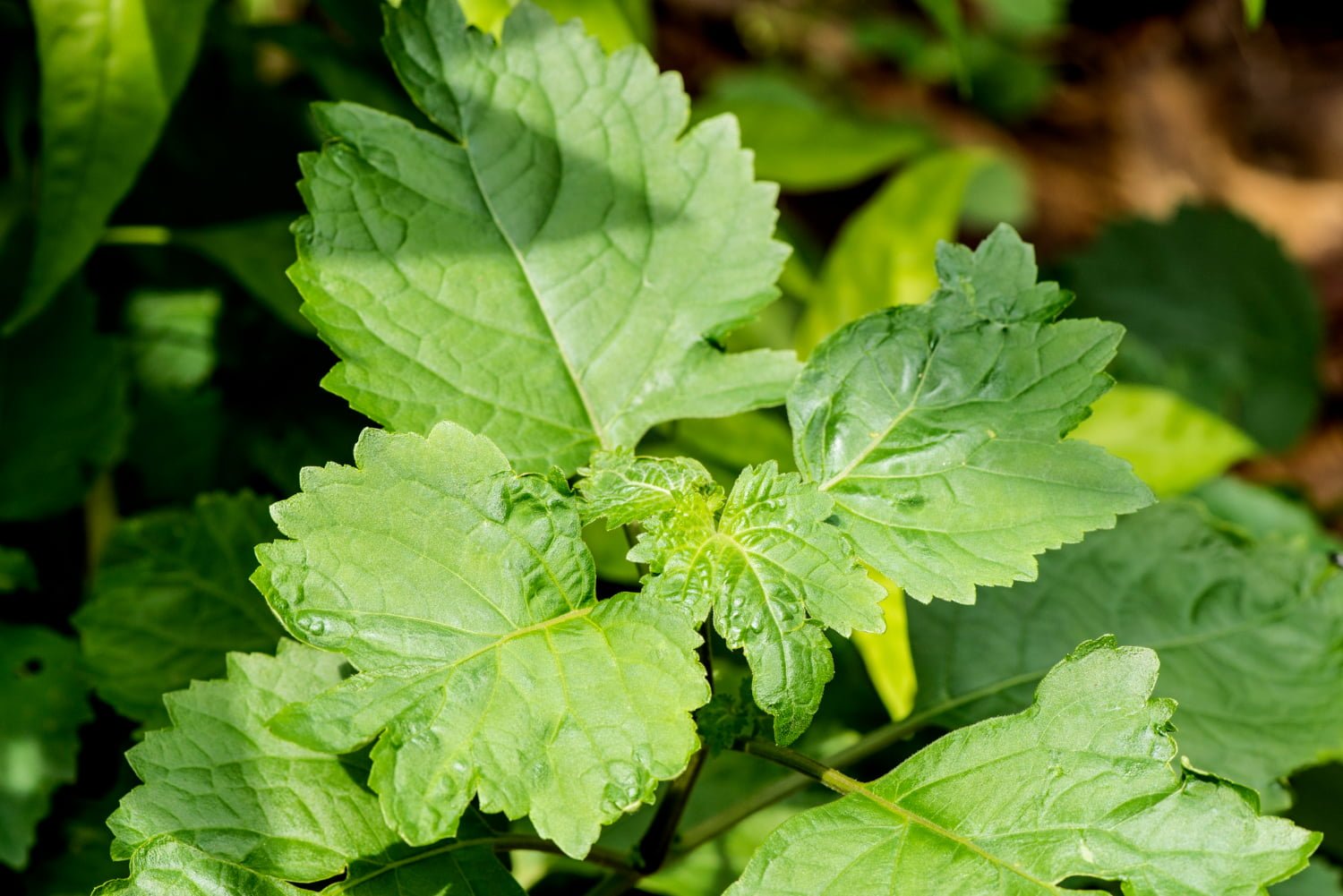 Le patchouli en phytothérapie est-elle une bonne option