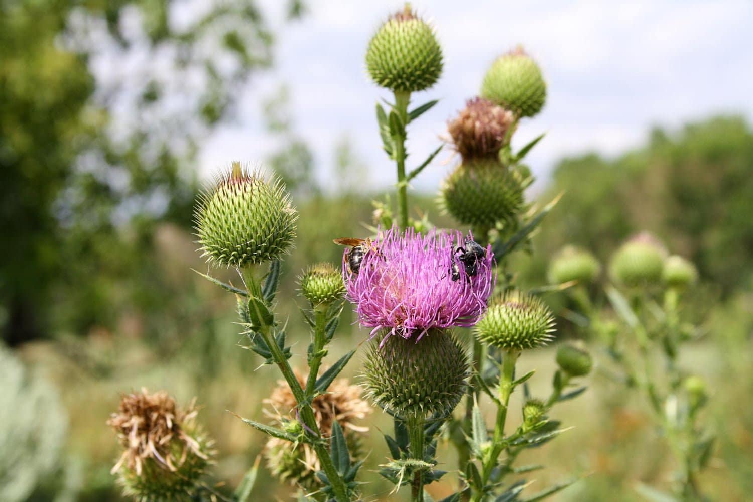 La bardane, une plante réputée pour son action positive sur la peau