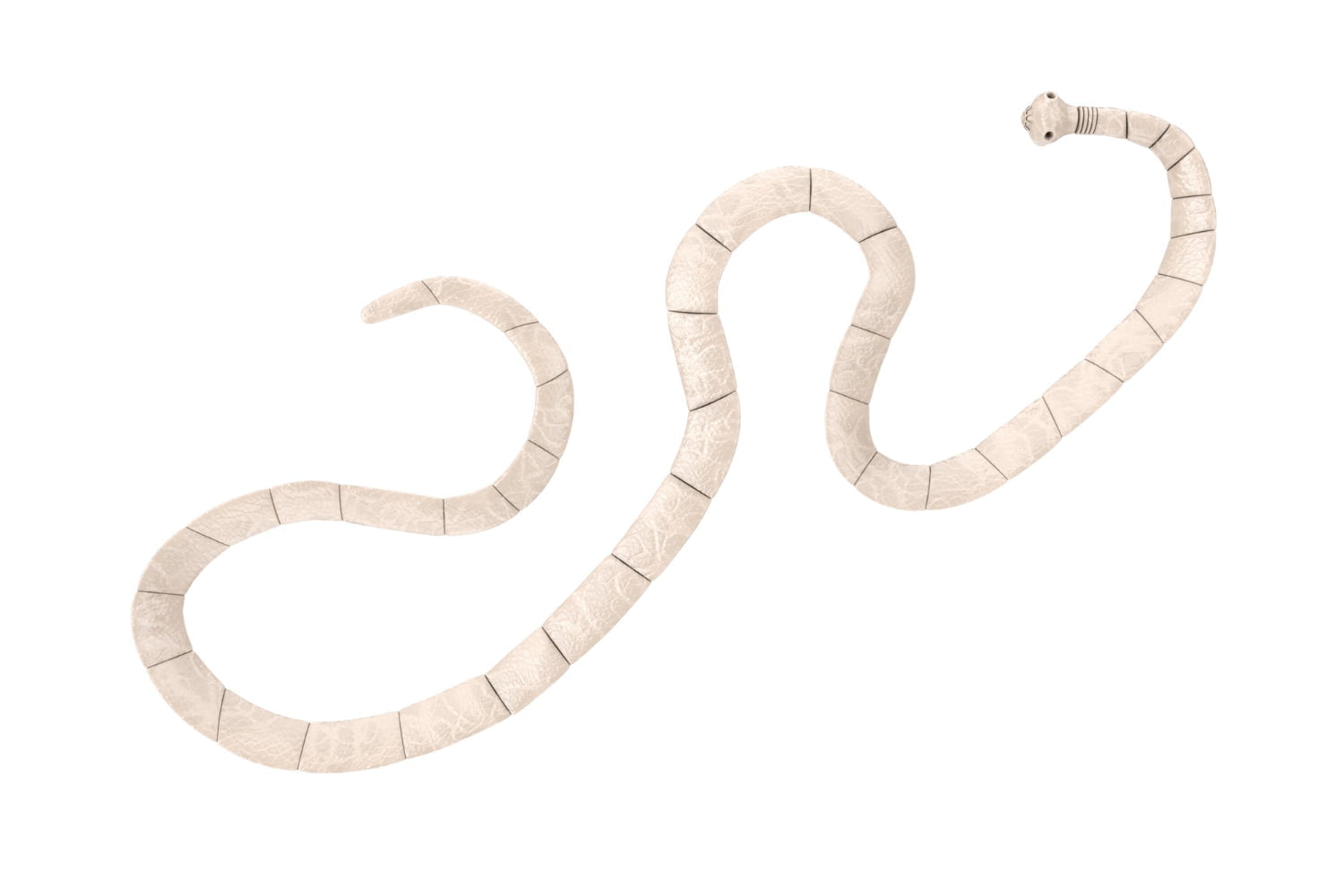 Vers intestinaux : symptômes, traitements, prévention