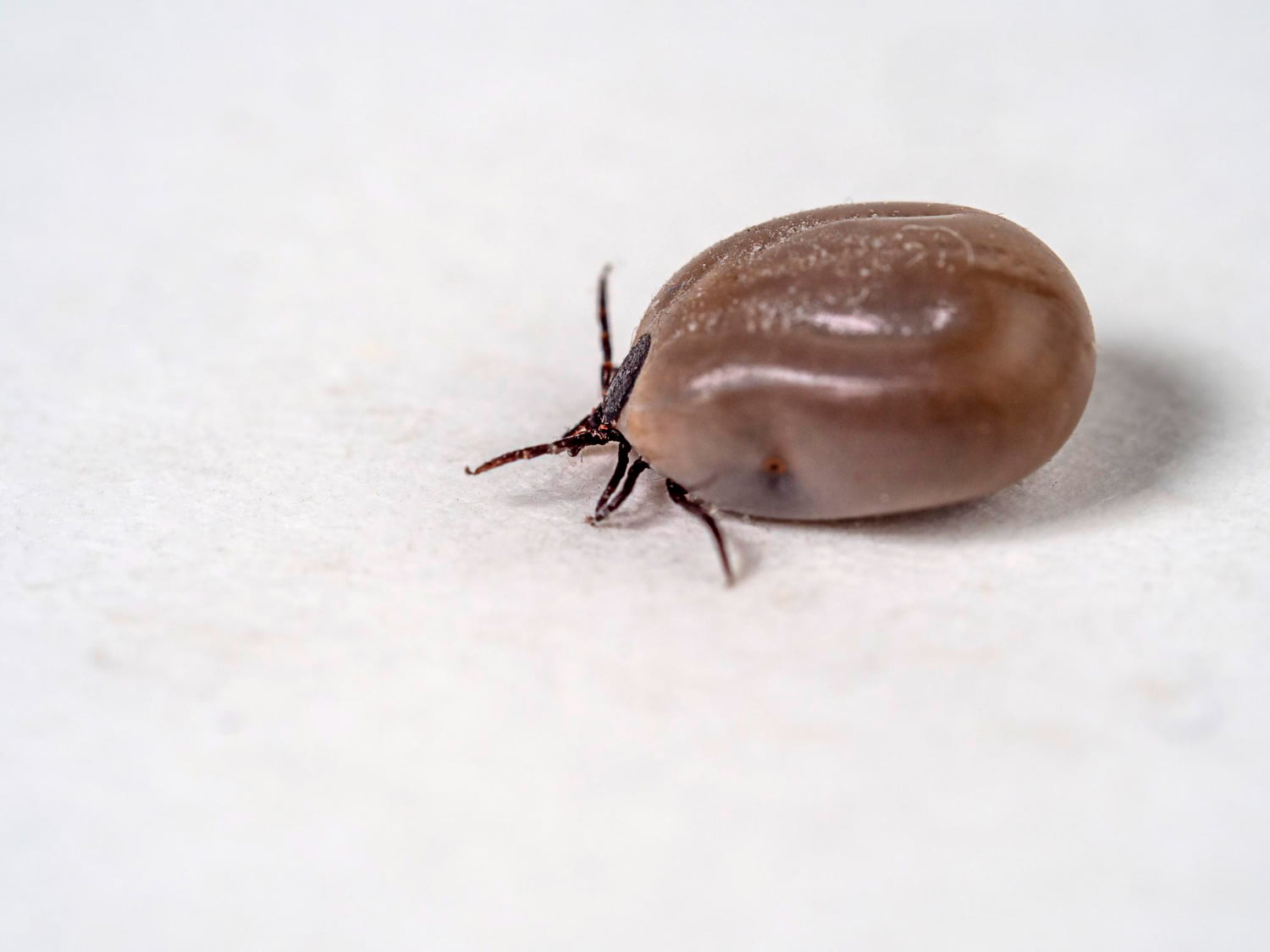 Les acariens : Comment s’en débarrasser