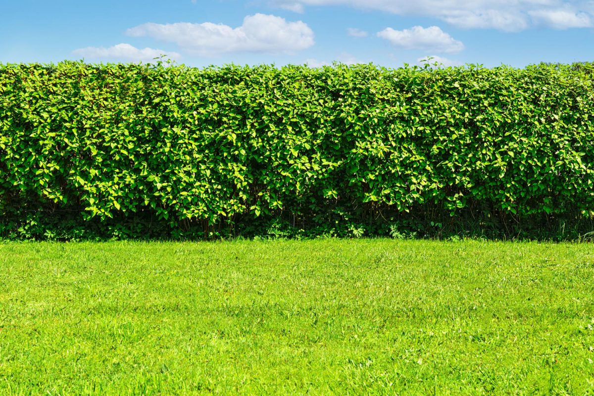 Here are 5 sublime hedge plants with low maintenance and zero effort ...