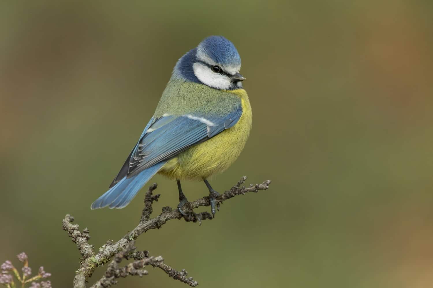 Observation des oiseaux et santé mentale : une prévention douce selon ...