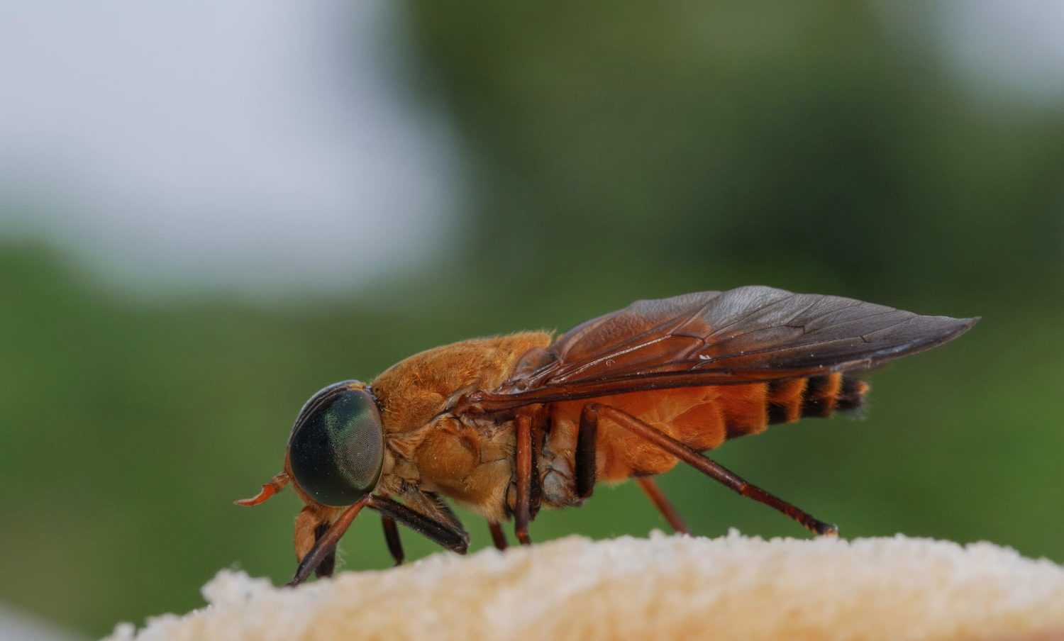 Ouch, ca fait mal..Que faire en cas de piqûre de taon